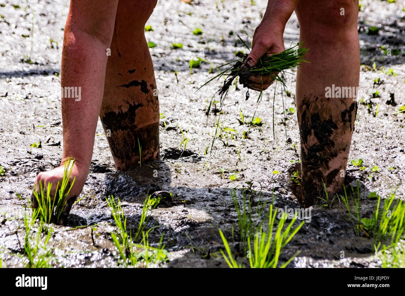 Bali rice plantation with man planting rice by hand. Rice fields in ...