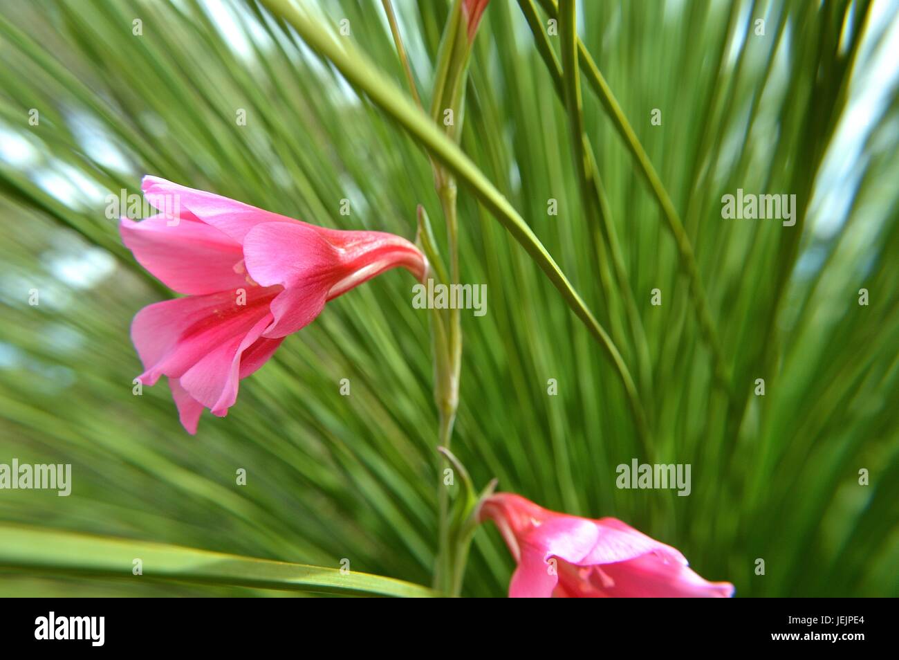 Pink bell shaped flower, WA weeds Stock Photo - Alamy