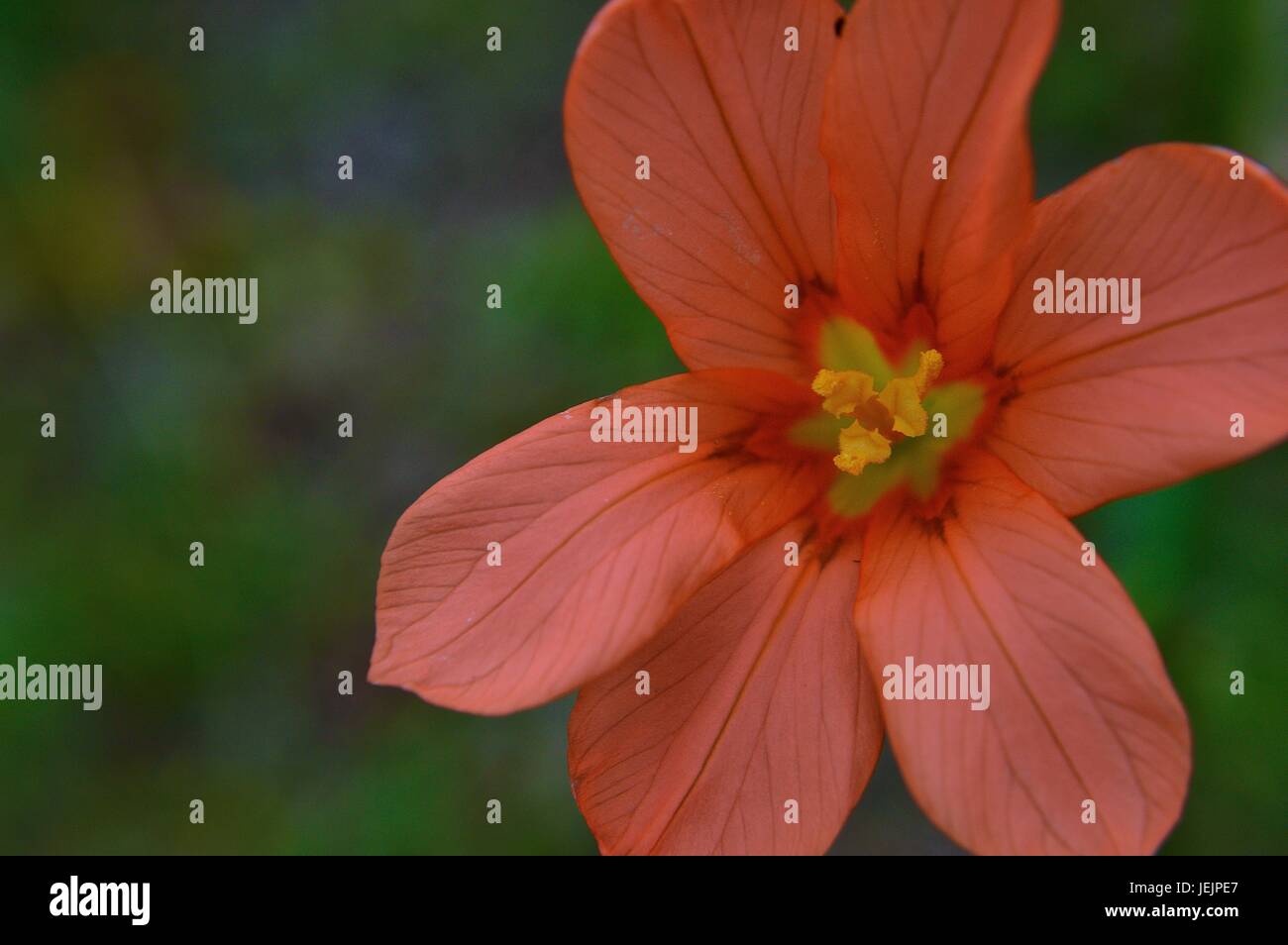 Australian Native Flowers Wallpaper High Resolution Stock Photography ...