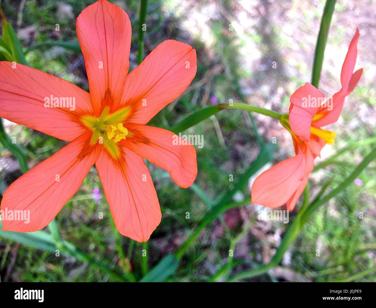Exotic south african plants hi-res stock photography and images - Alamy