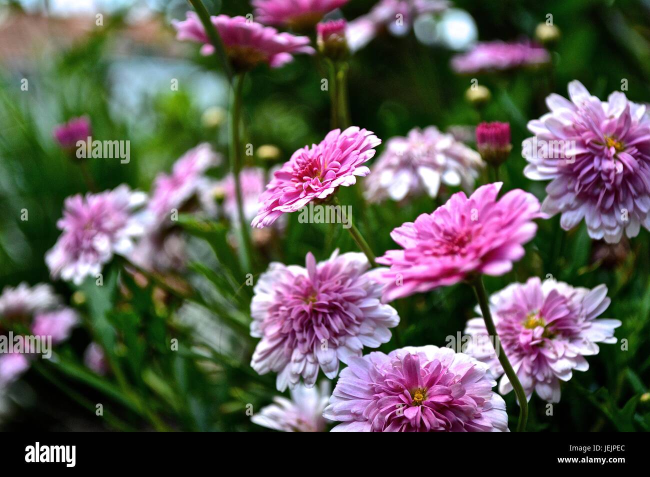 Pink and green wallpaper hi-res stock photography and images - Alamy