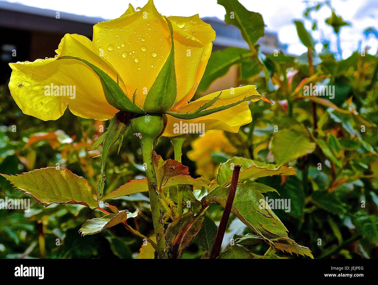 Yellow rose with dew drops Stock Photo - Alamy