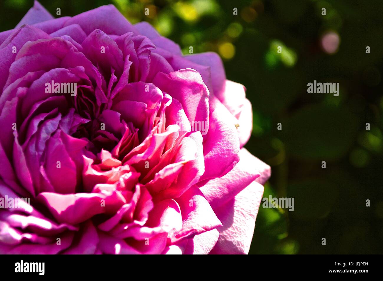 Australian rose gardens hi-res stock photography and images - Alamy