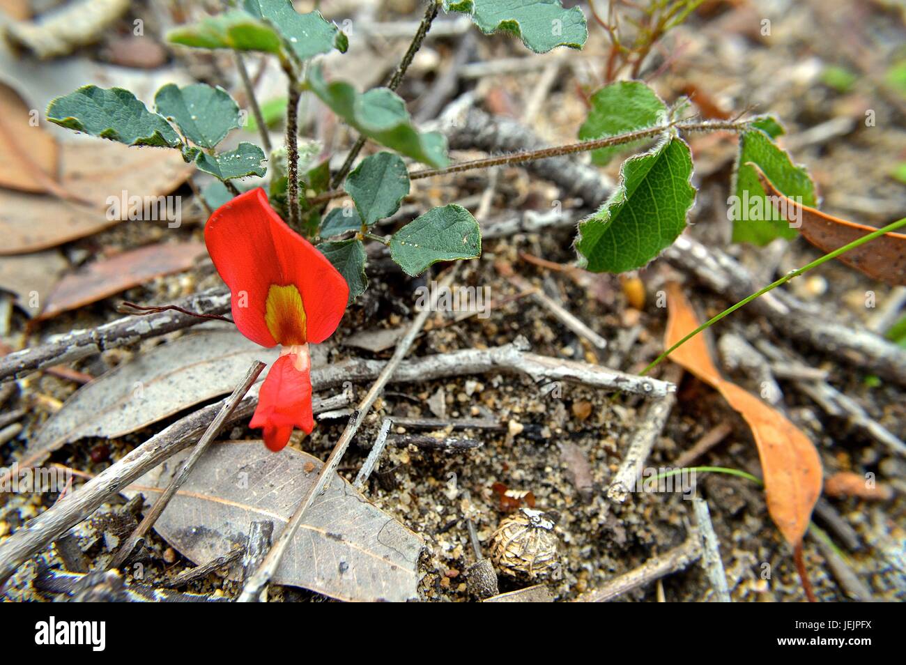 Western australian flower hi-res stock photography and images - Alamy