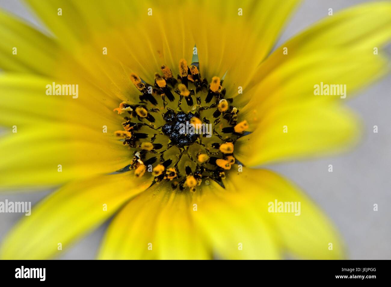 Daisy Screensaver High Resolution Stock Photography and Images - Alamy