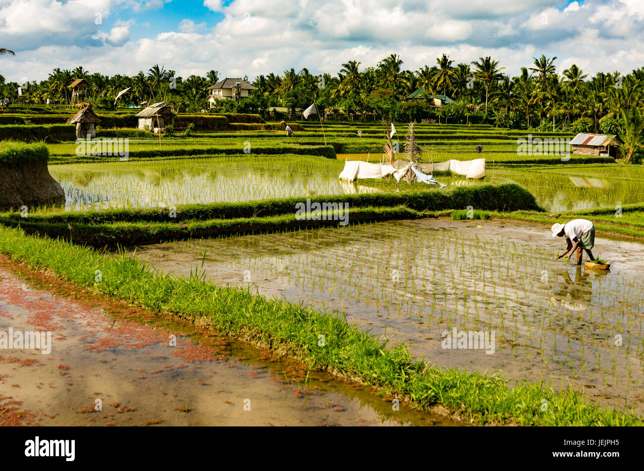 Bali rice plantation with man planting rice by hand. Rice fields in ...