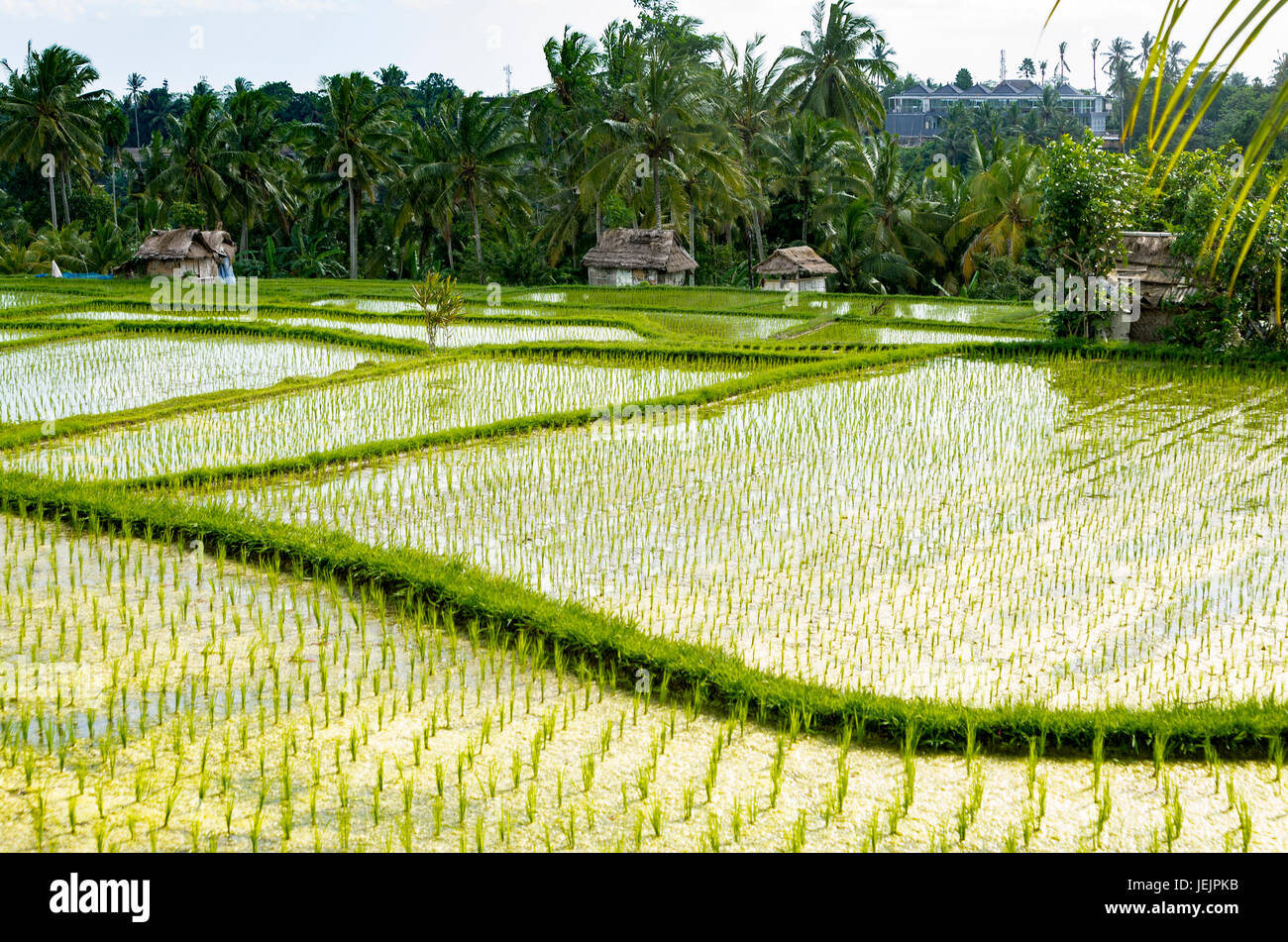 Bali rice plantation with man planting rice by hand. Rice fields in ...