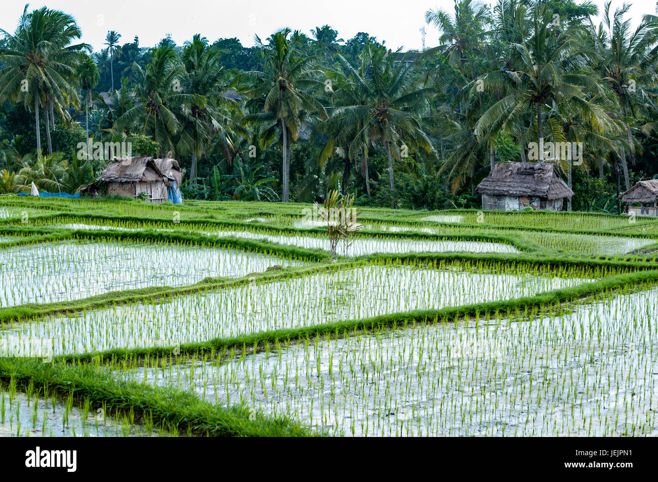 Bali rice plantation with man planting rice by hand. Rice fields in ...