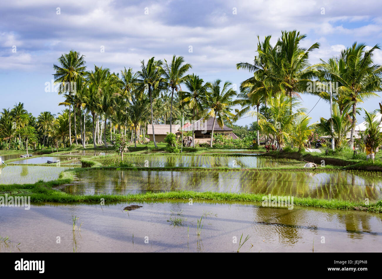 Bali rice plantation with man planting rice by hand. Rice fields in ...