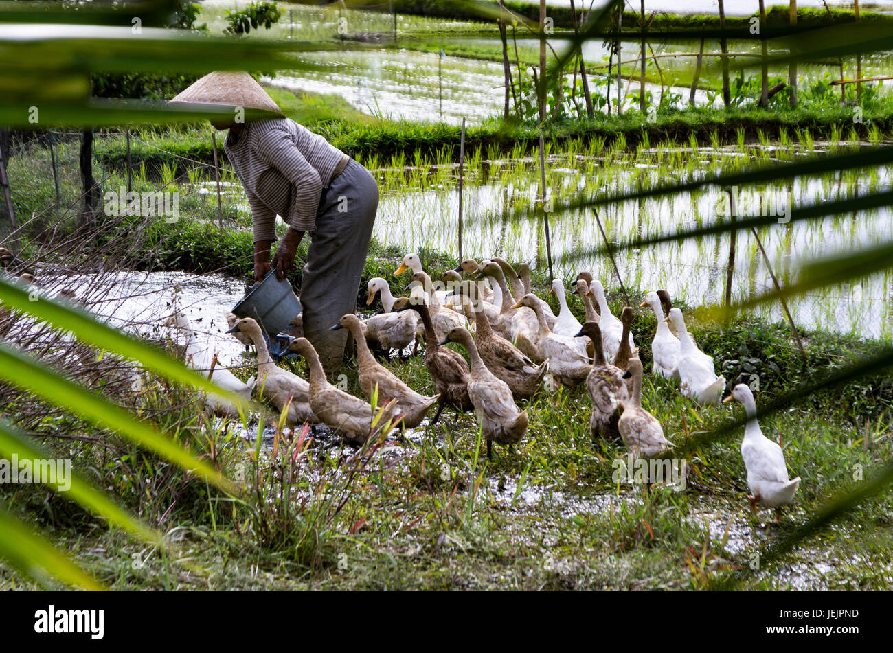 Bali rice plantation with man planting rice by hand. Rice fields in ...