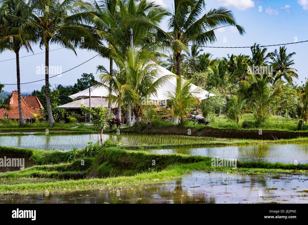 Bali rice plantation with man planting rice by hand. Rice fields in ...