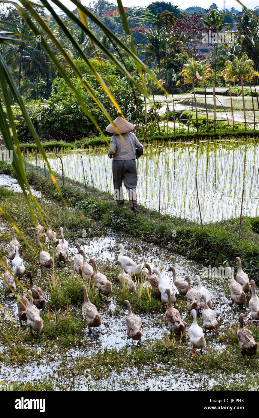 Bali rice plantation with man planting rice by hand. Rice fields in ...