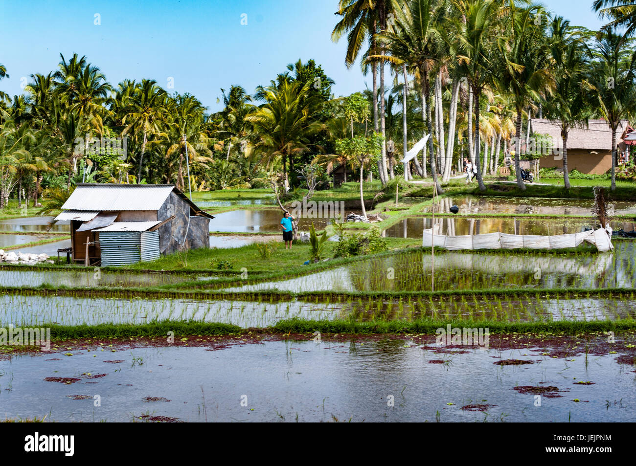 Bali rice plantation with man planting rice by hand. Rice fields in ...