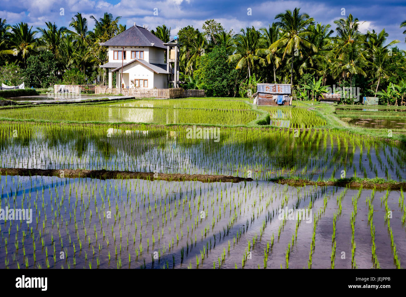Bali rice plantation with man planting rice by hand. Rice fields in ...