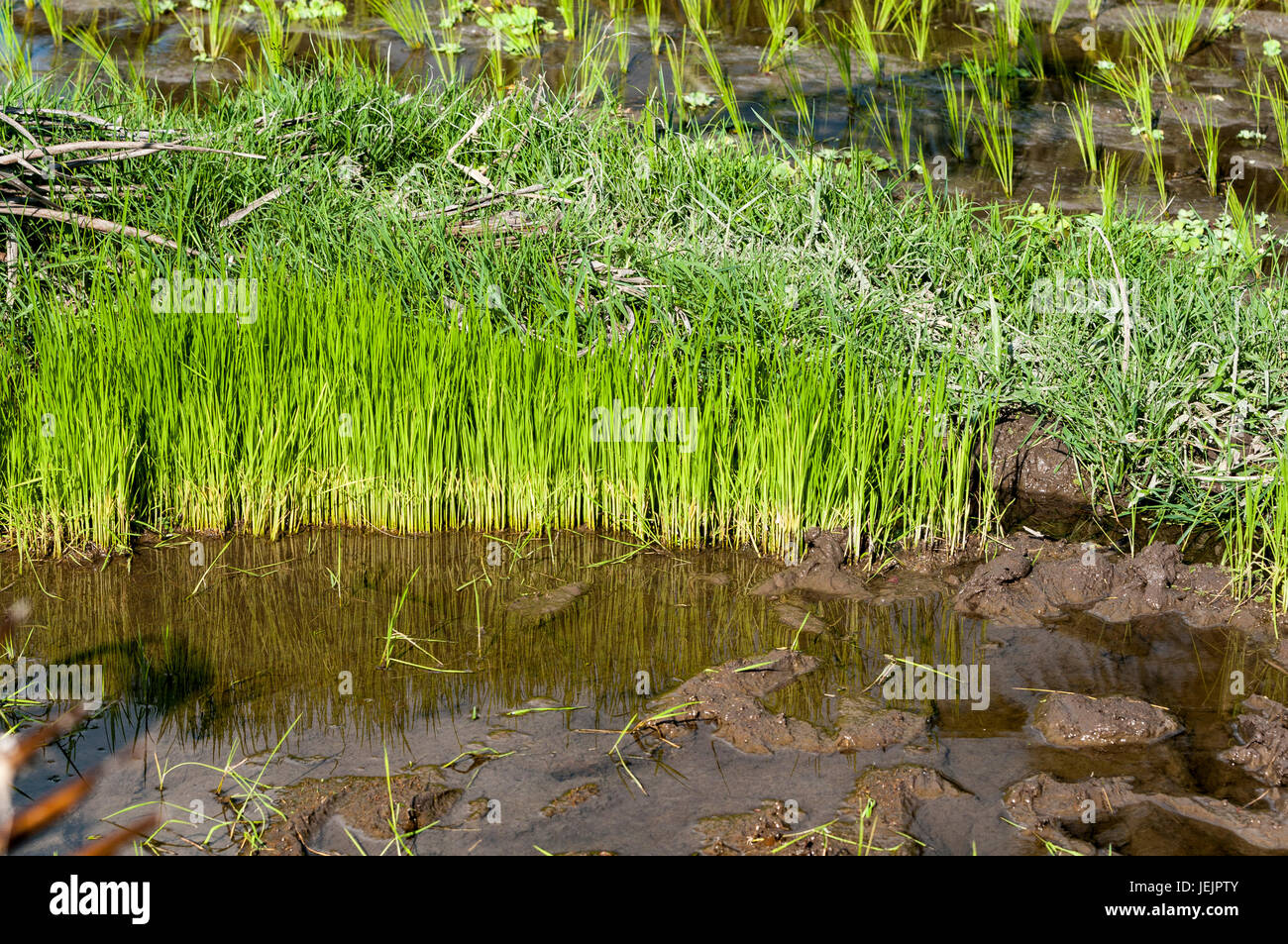 Bali rice plantation with man planting rice by hand. Rice fields in ...