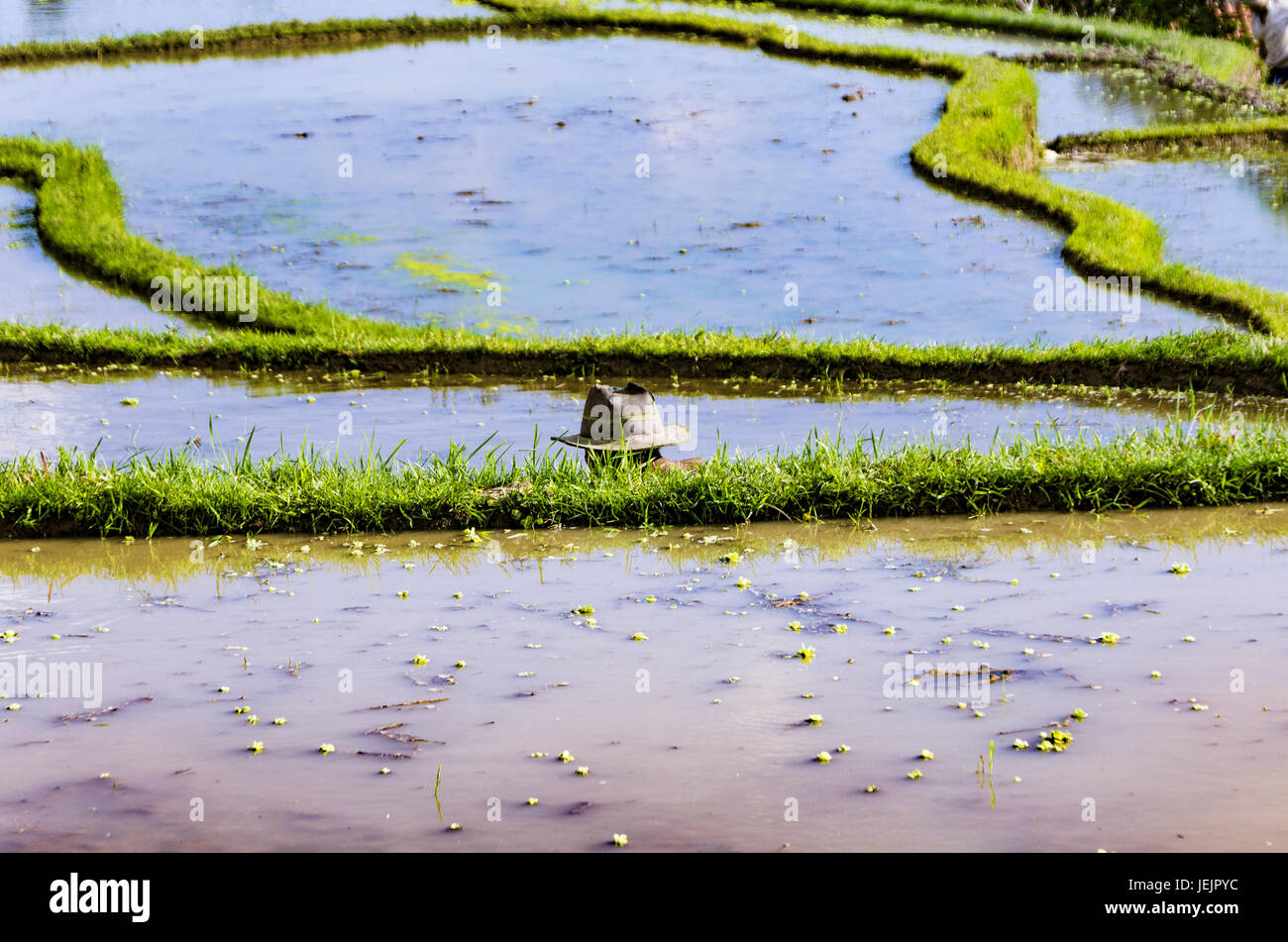 Bali rice plantation with man planting rice by hand. Rice fields in ...