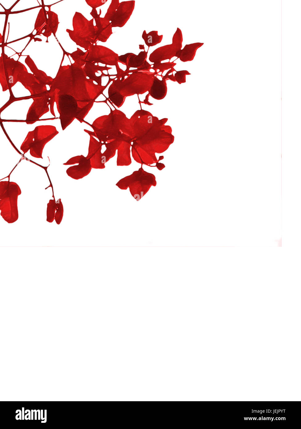 Red Floral Background Stock Photo - Alamy