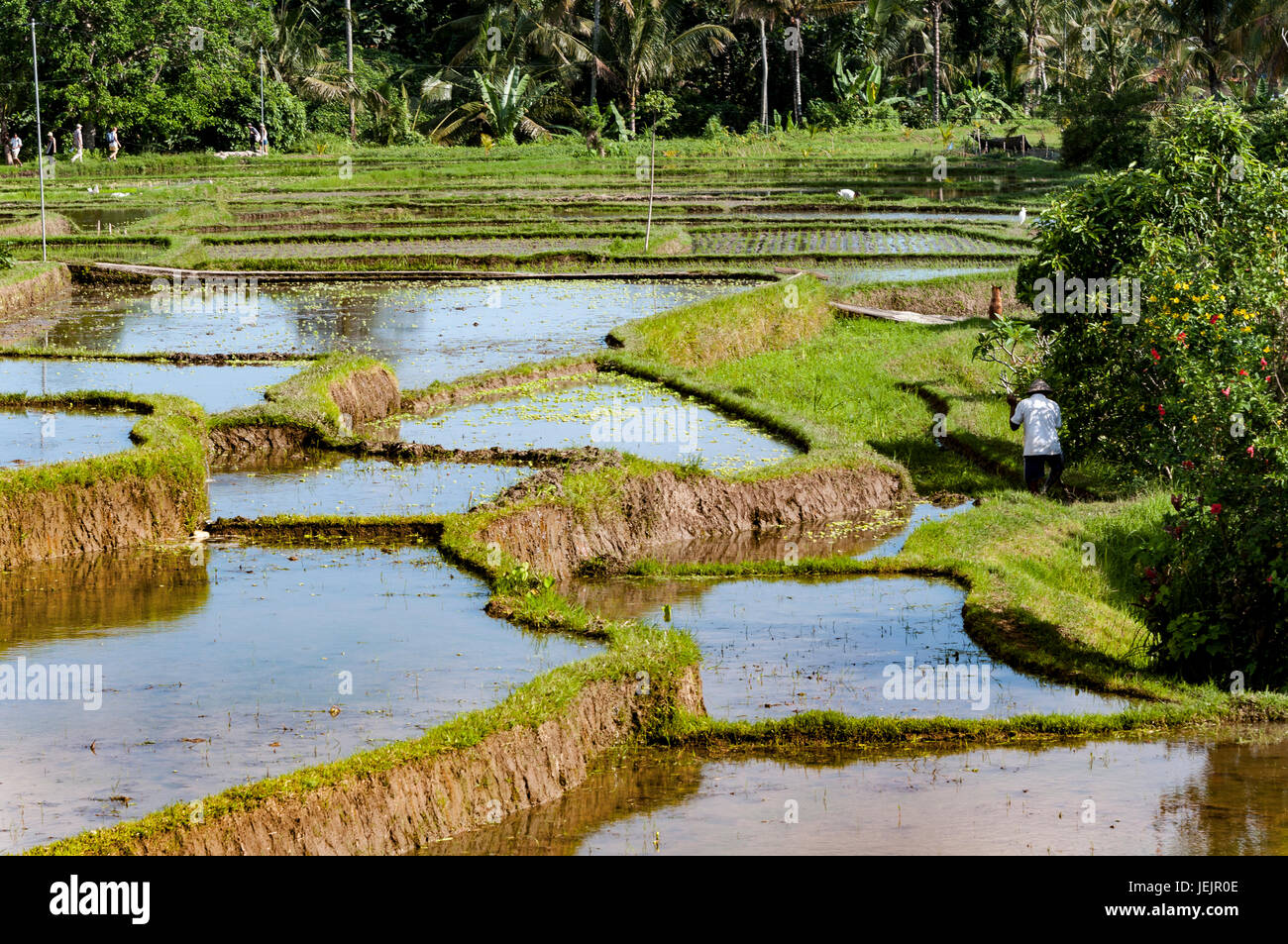 Bali rice plantation with man planting rice by hand. Rice fields in ...