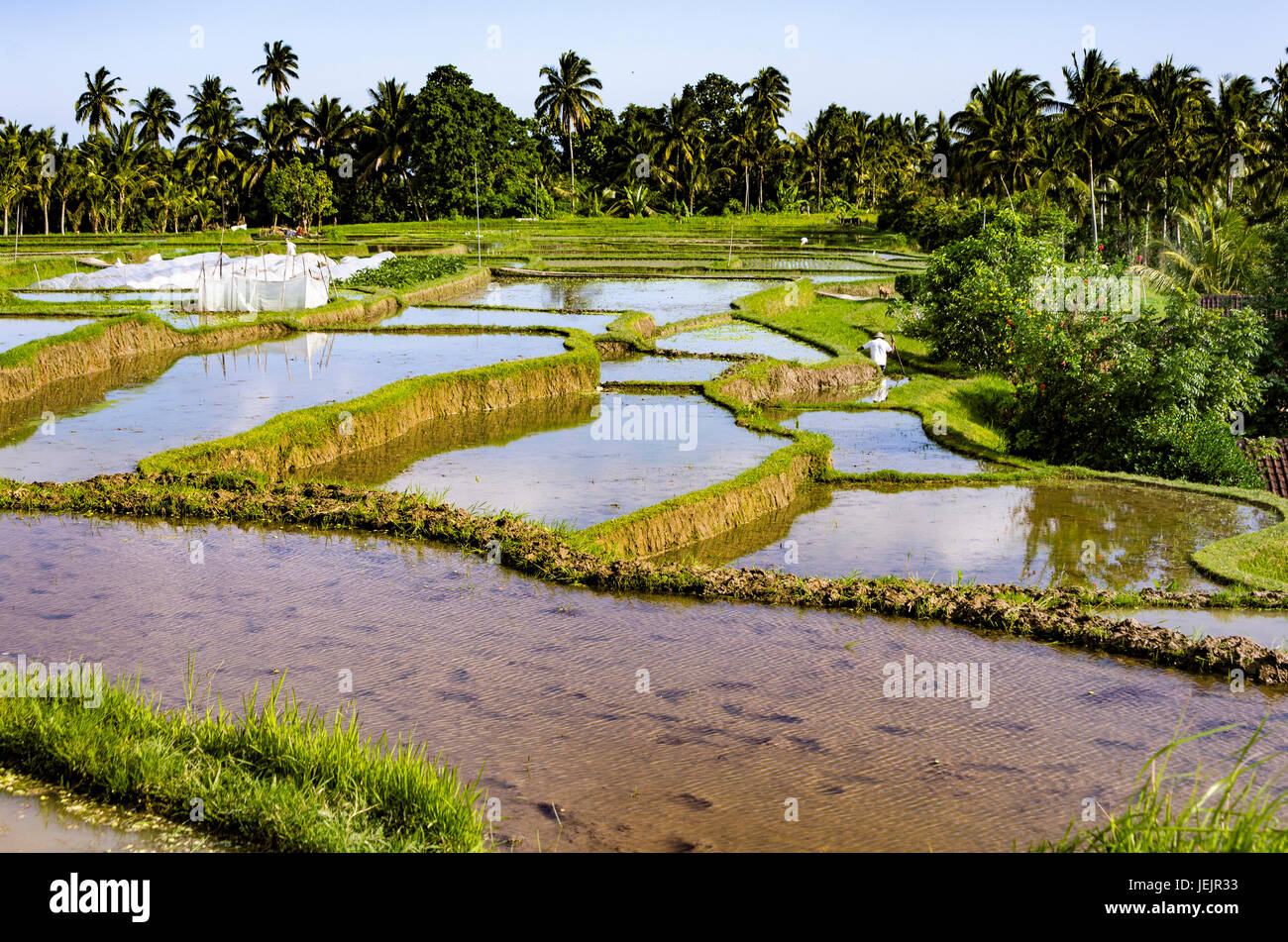 Bali rice plantation with man planting rice by hand. Rice fields in ...