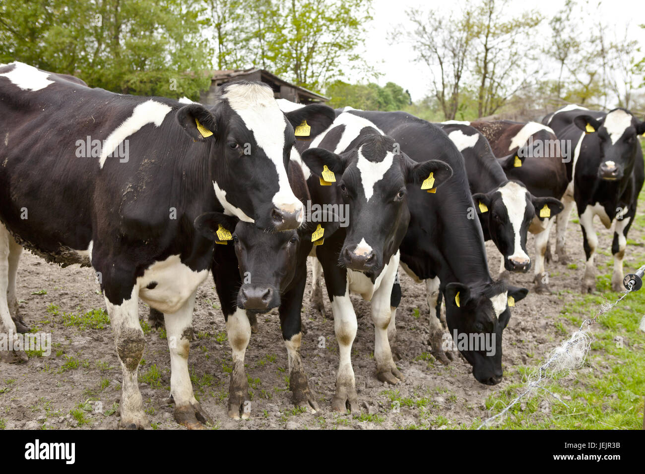 Cattle on pasture land hi-res stock photography and images - Alamy