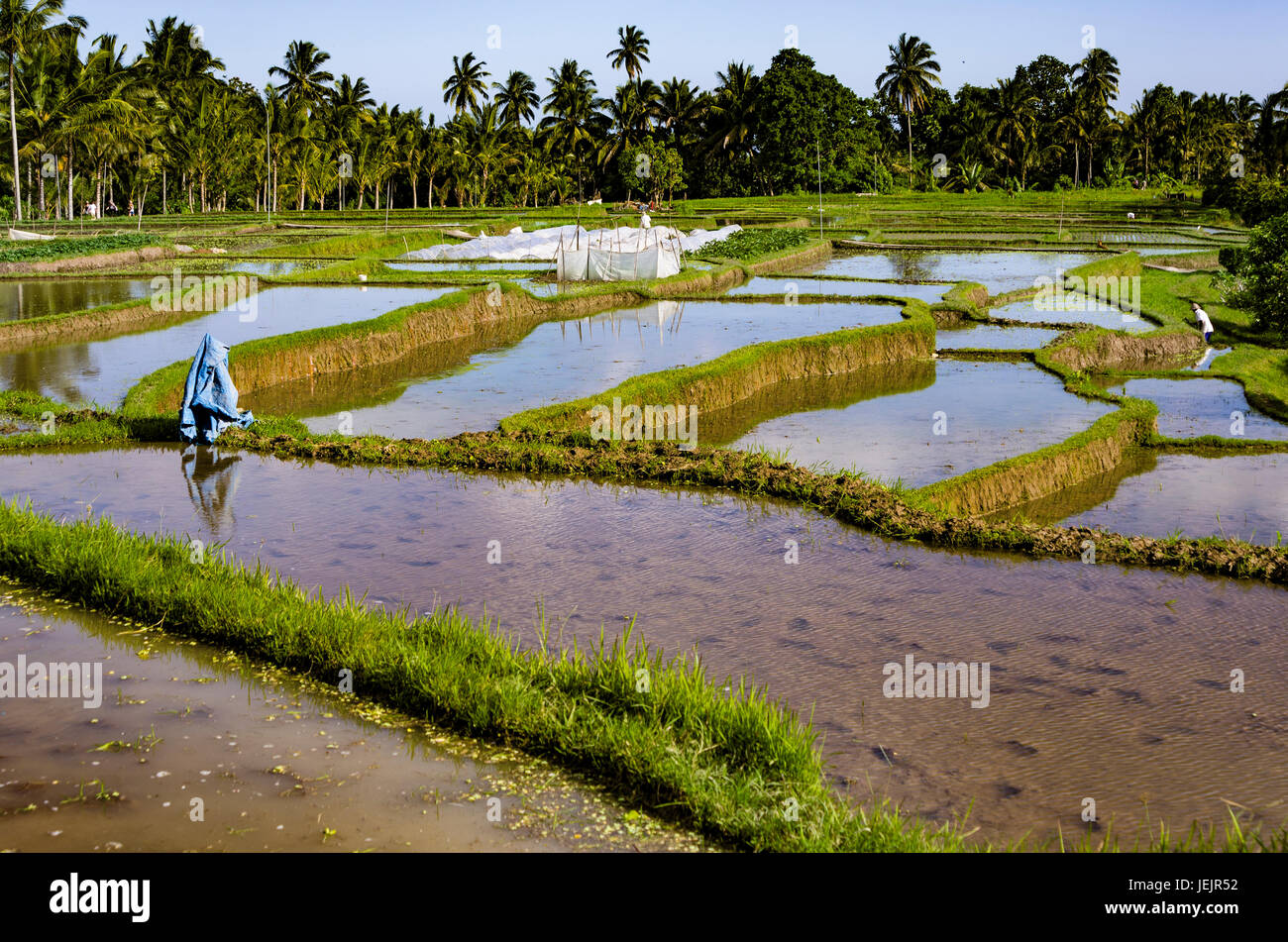 Bali rice plantation with man planting rice by hand. Rice fields in ...