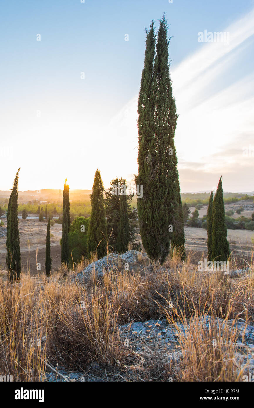 Group of Cypress Trees on a Hill at Sunset Stock Photo - Alamy
