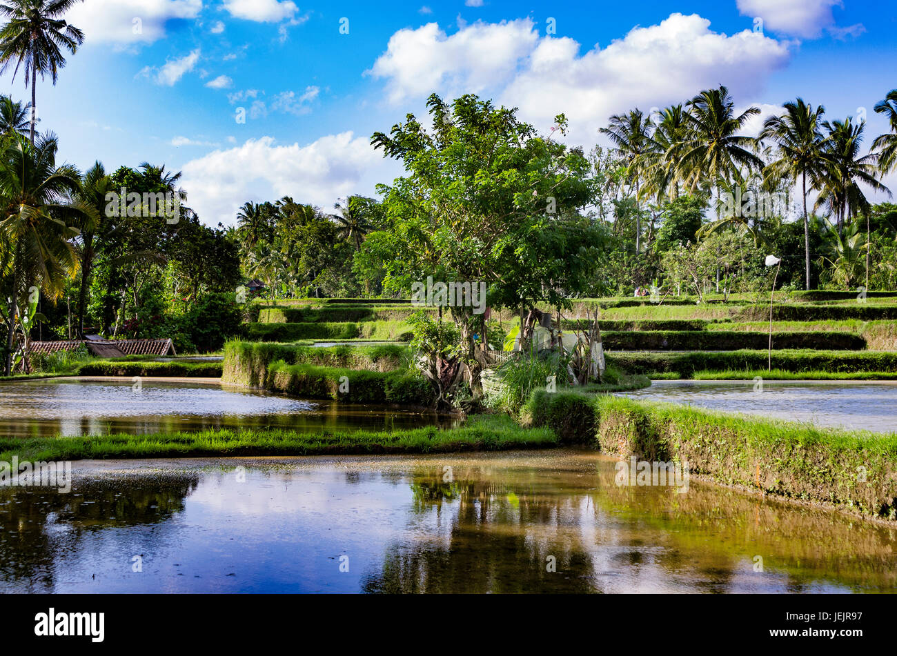Bali rice plantation with man planting rice by hand. Rice fields in ...