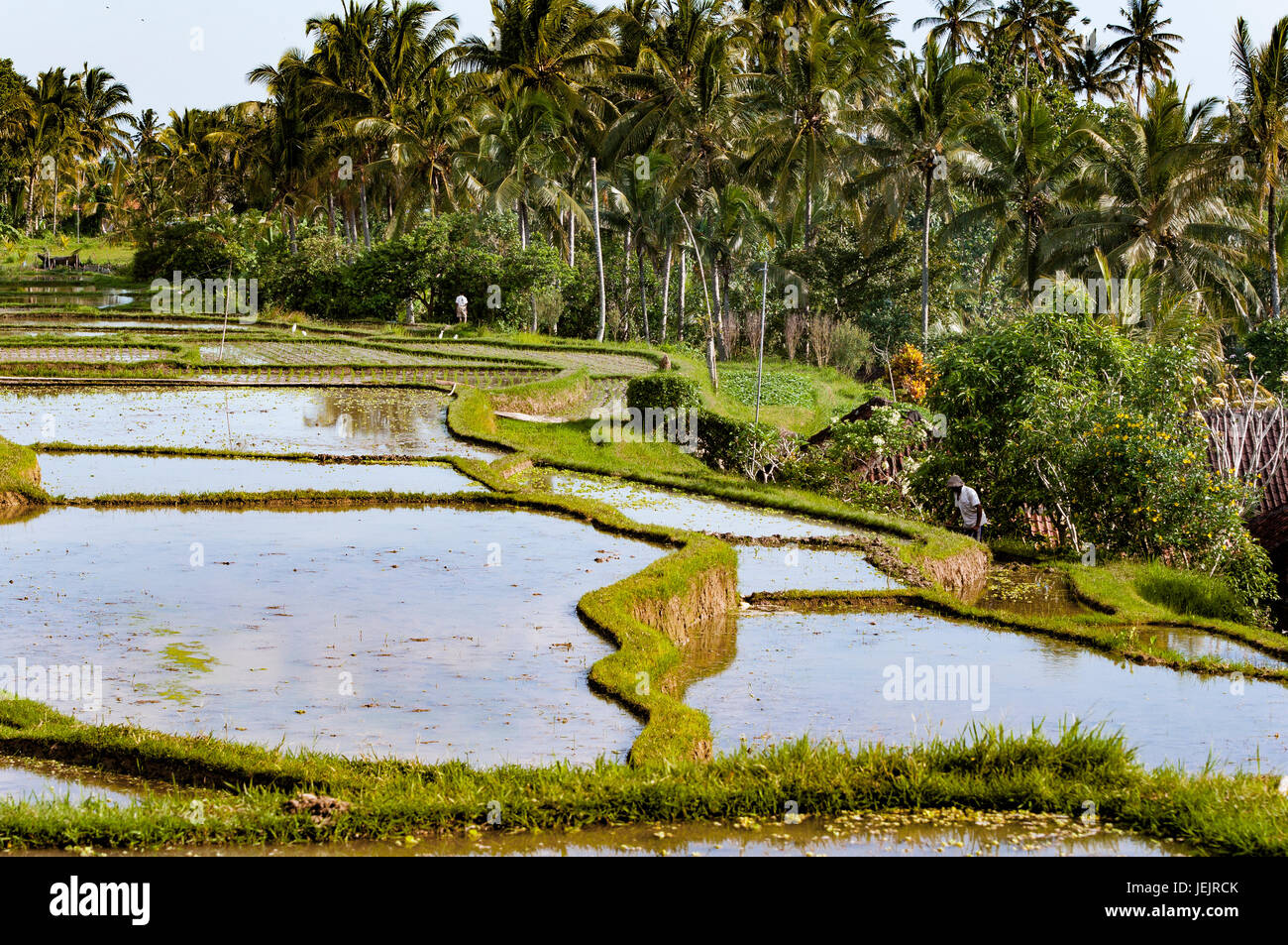 Bali rice plantation with man planting rice by hand. Rice fields in ...