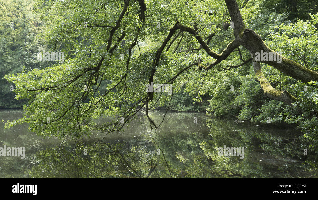 Asch hi-res stock photography and images - Alamy