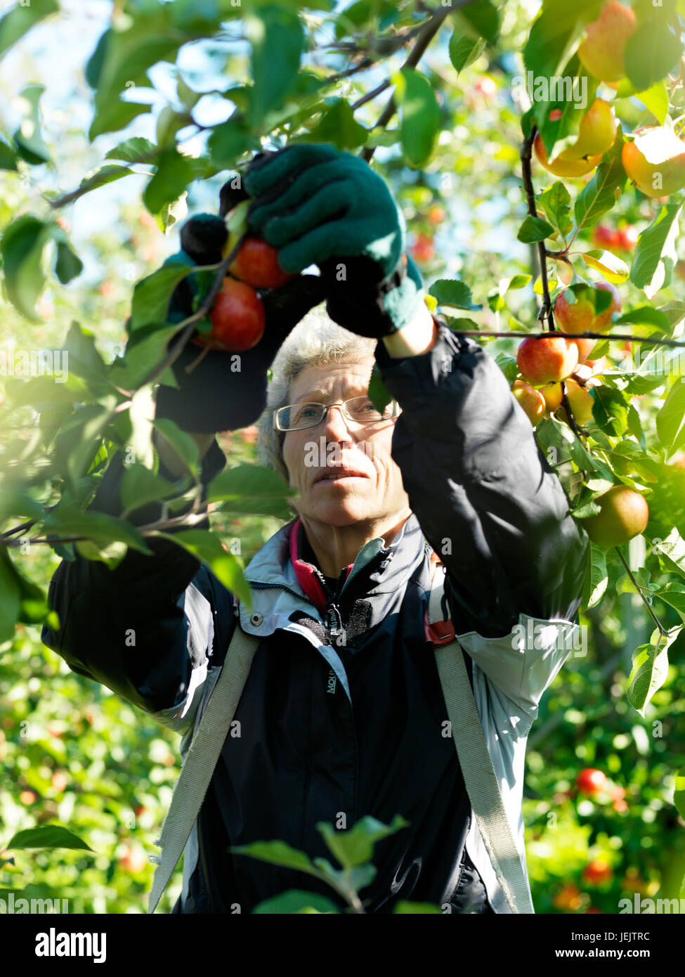 Man picking apples Stock Photo - Alamy