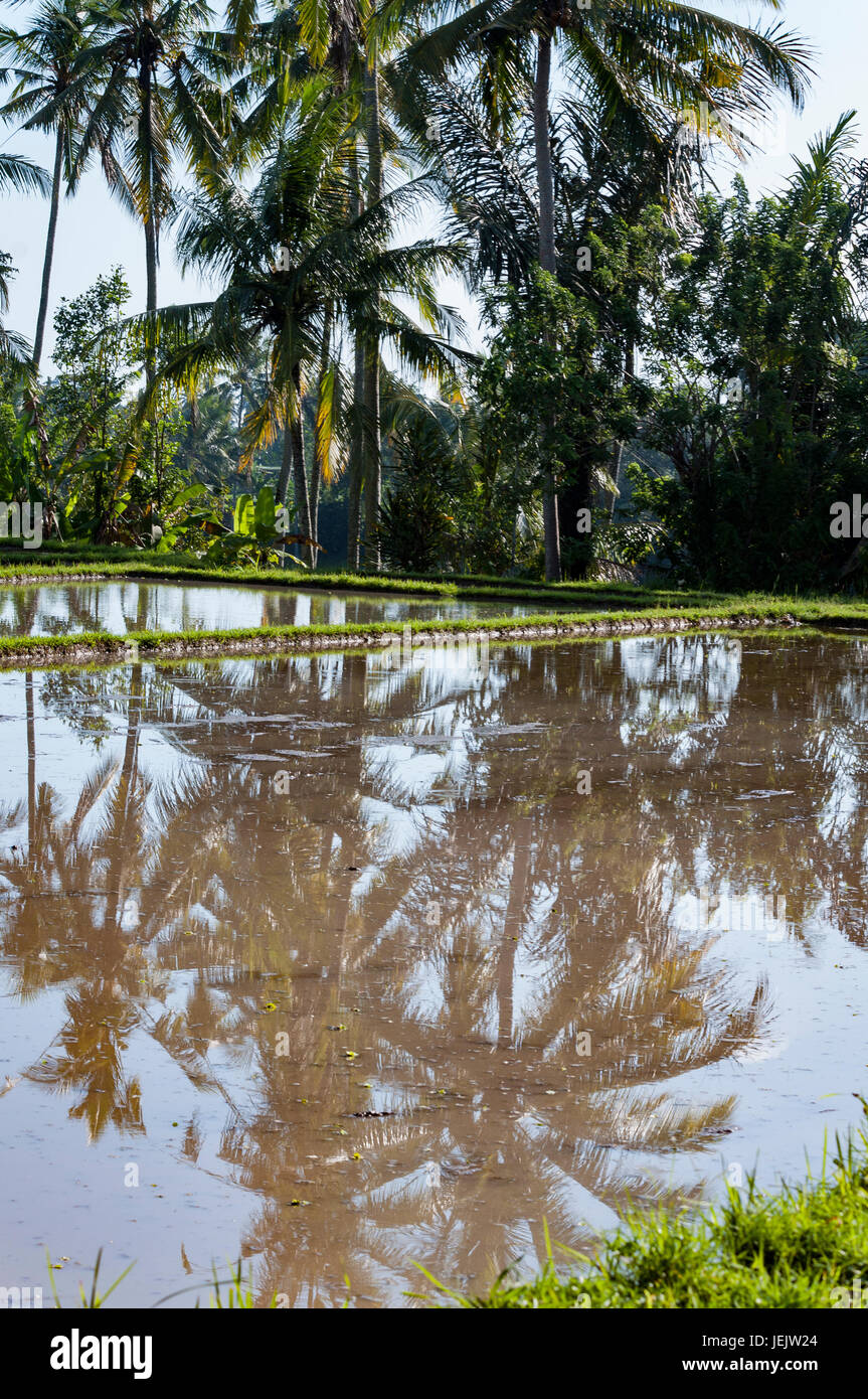 Bali rice plantation with man planting rice by hand. Rice fields in ...