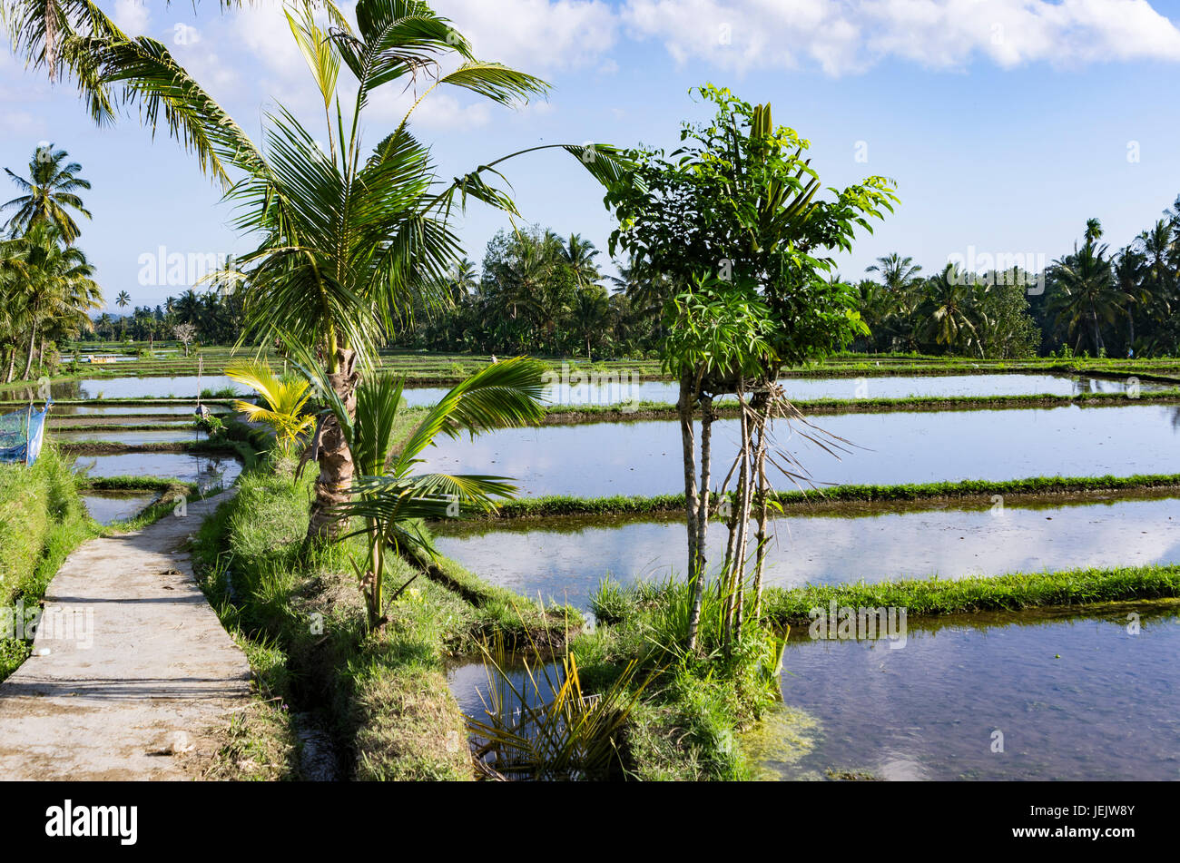 Bali rice plantation with man planting rice by hand. Rice fields in ...