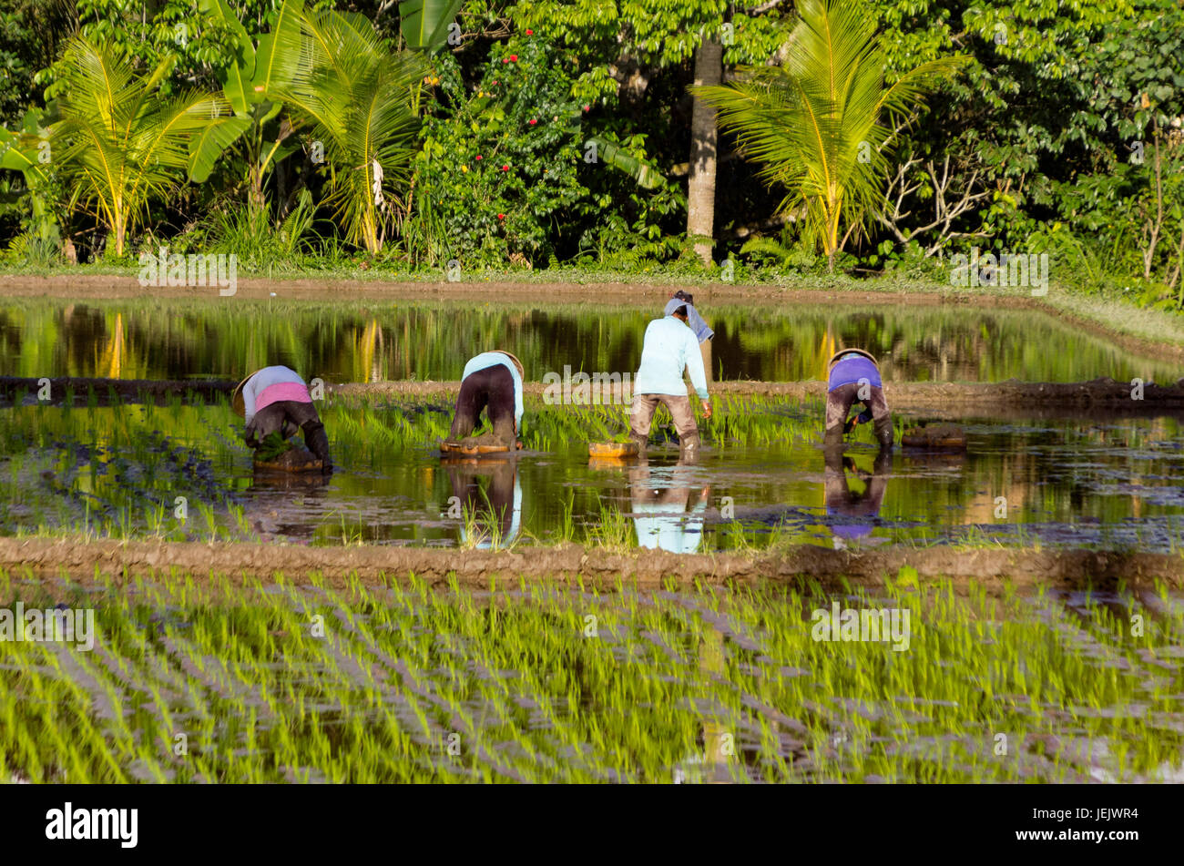 Bali rice plantation with man planting rice by hand. Rice fields in ...