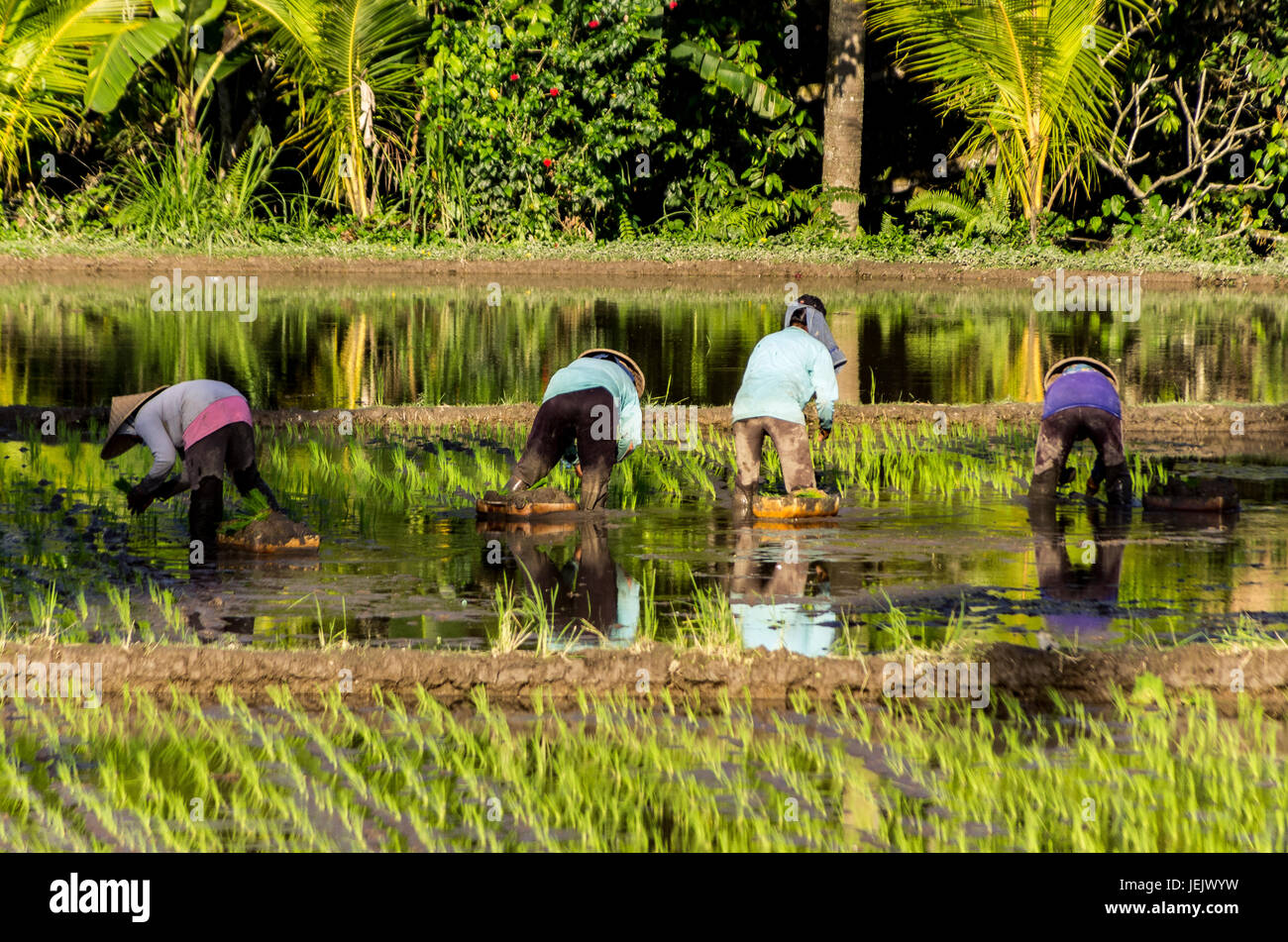 Bali rice plantation with man planting rice by hand. Rice fields in ...