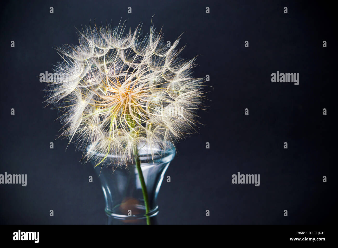 Dried dandelion in a glass jar against black background Stock Photo - Alamy