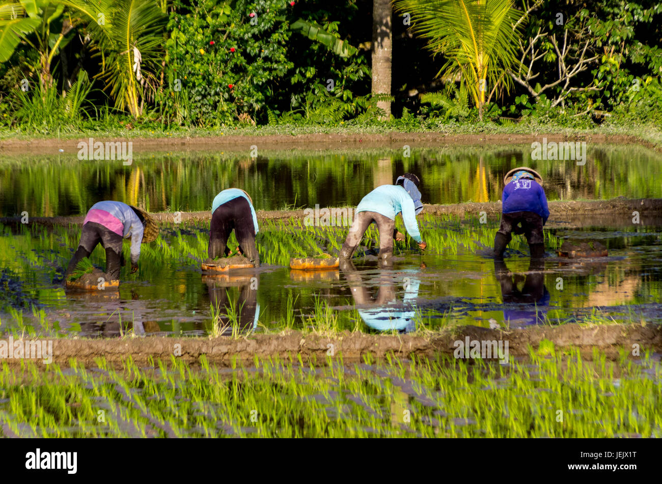 Bali rice plantation with man planting rice by hand. Rice fields in ...