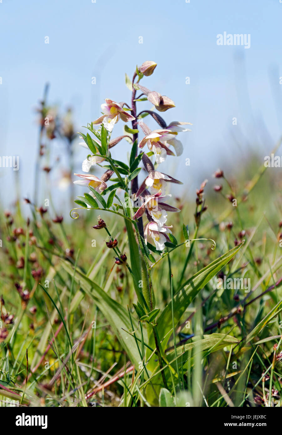 Marsh Helleborine epipactis palustris, Kenfig National Nature Reserve ...
