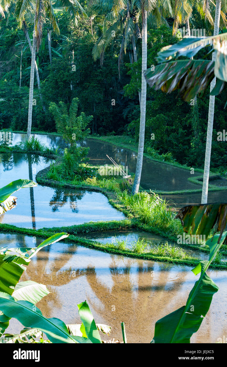 Bali rice plantation with man planting rice by hand. Rice fields in ...