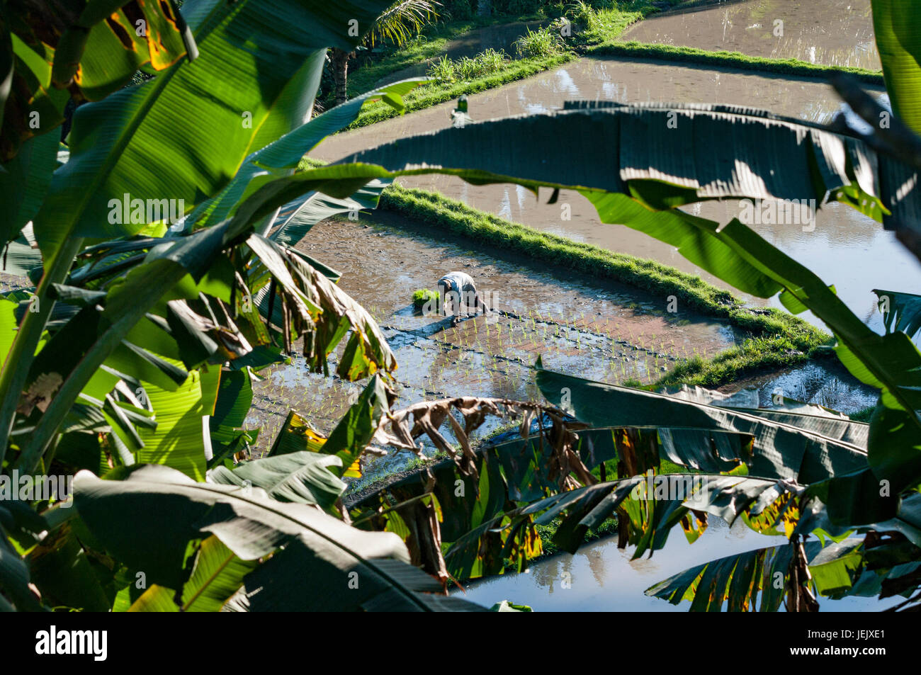 Bali rice plantation with man planting rice by hand. Rice fields in ...