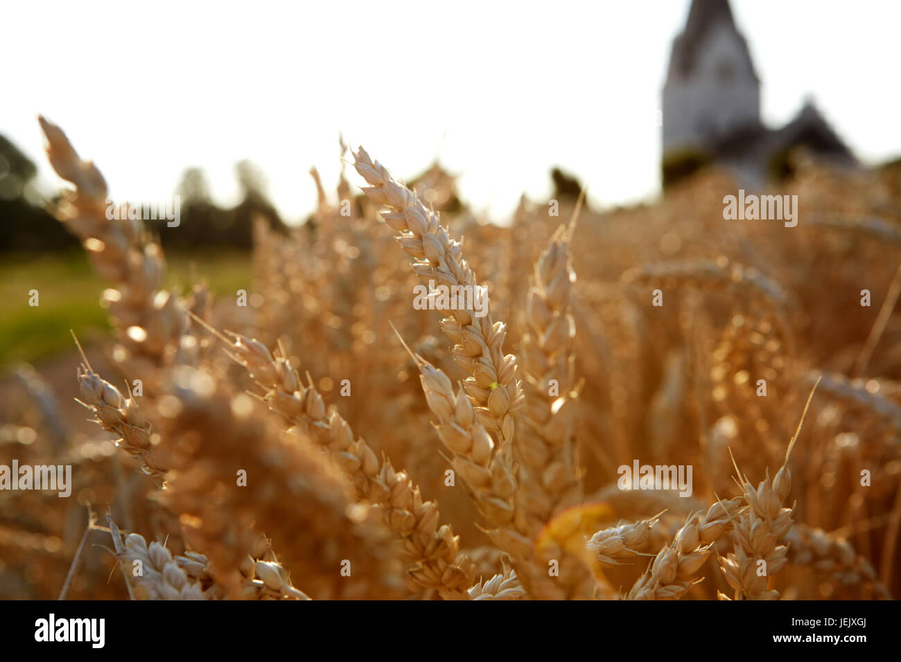Close-up of wheat Stock Photo - Alamy
