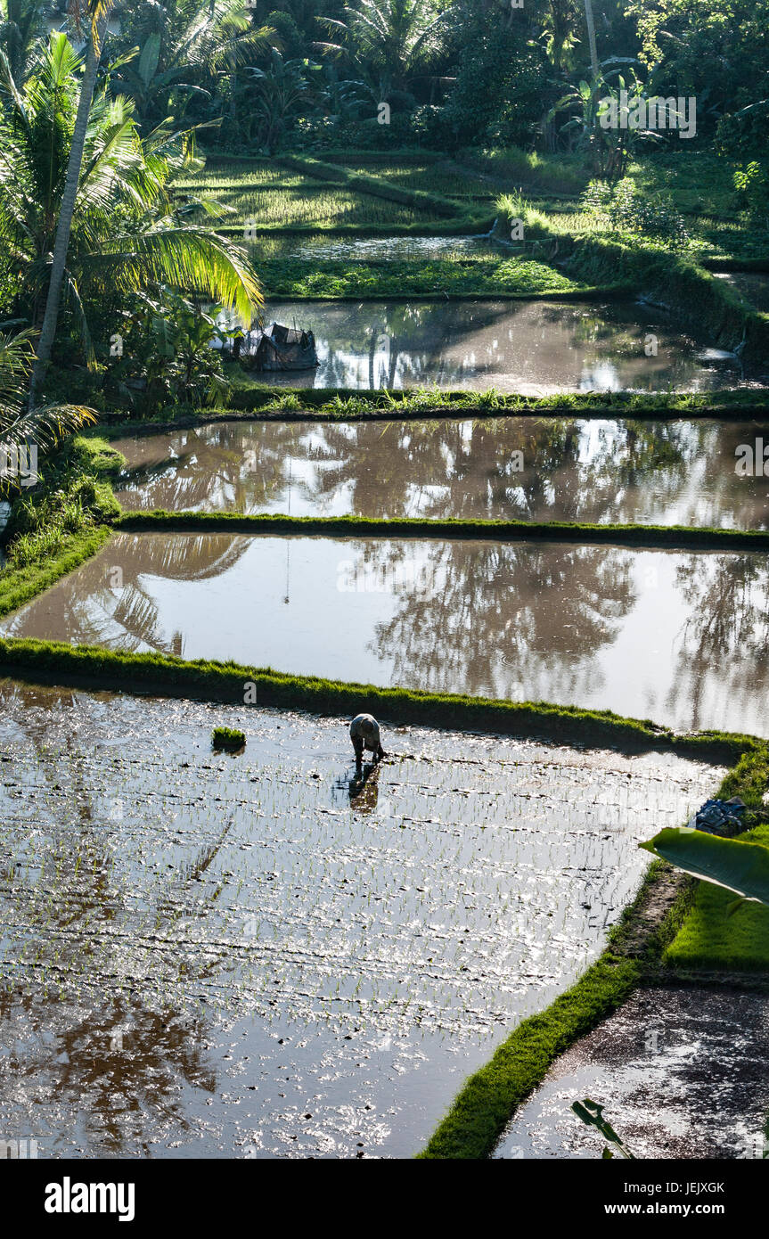 Bali rice plantation with man planting rice by hand. Rice fields in ...