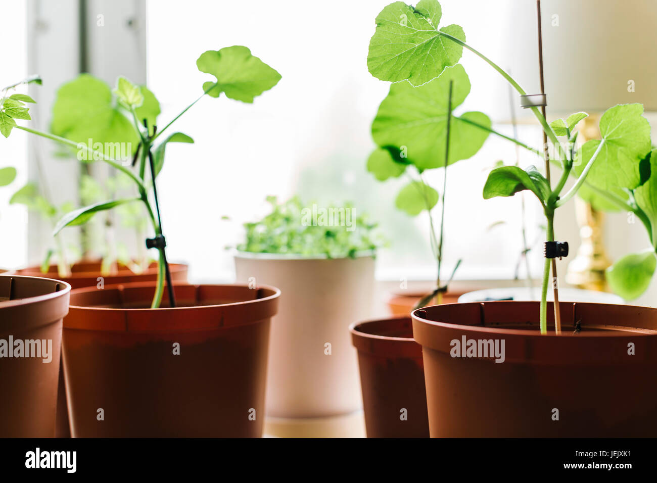 Seedlings in pots Stock Photo - Alamy