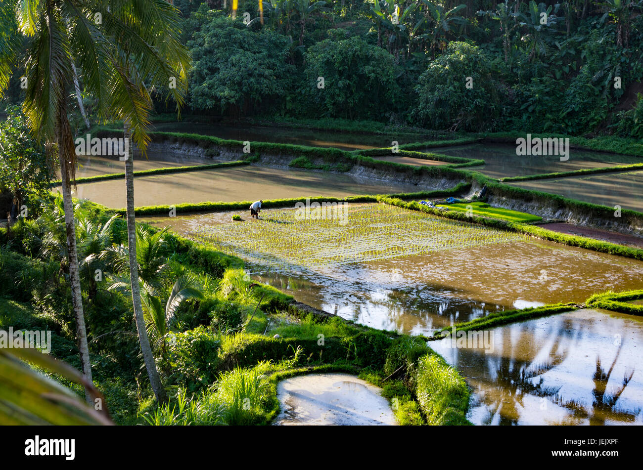 Bali rice plantation with man planting rice by hand. Rice fields in ...