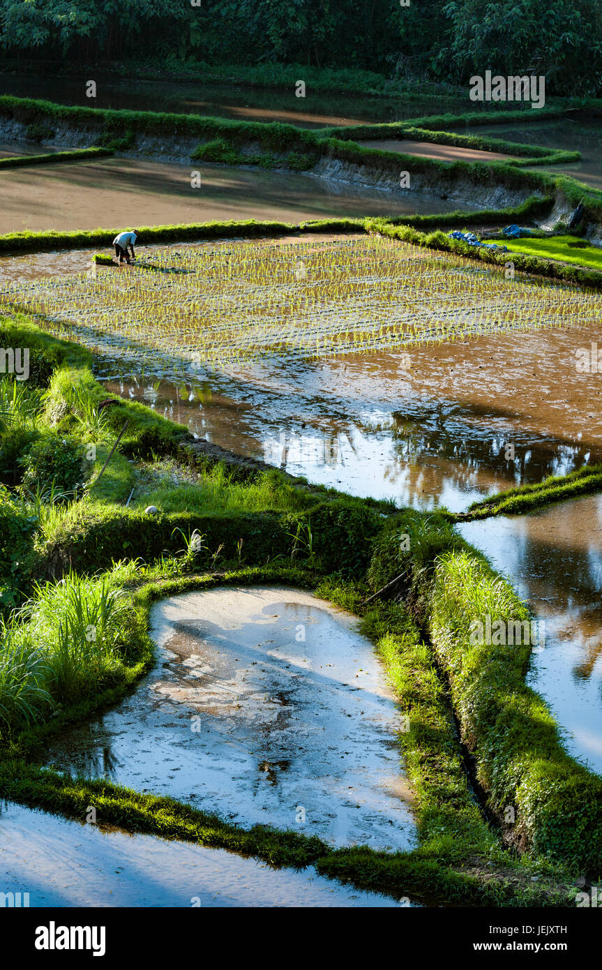 Bali rice plantation with man planting rice by hand. Rice fields in ...