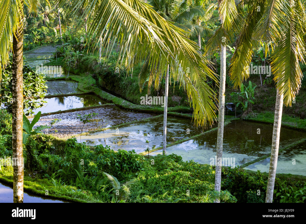 Bali rice plantation with man planting rice by hand. Rice fields in ...