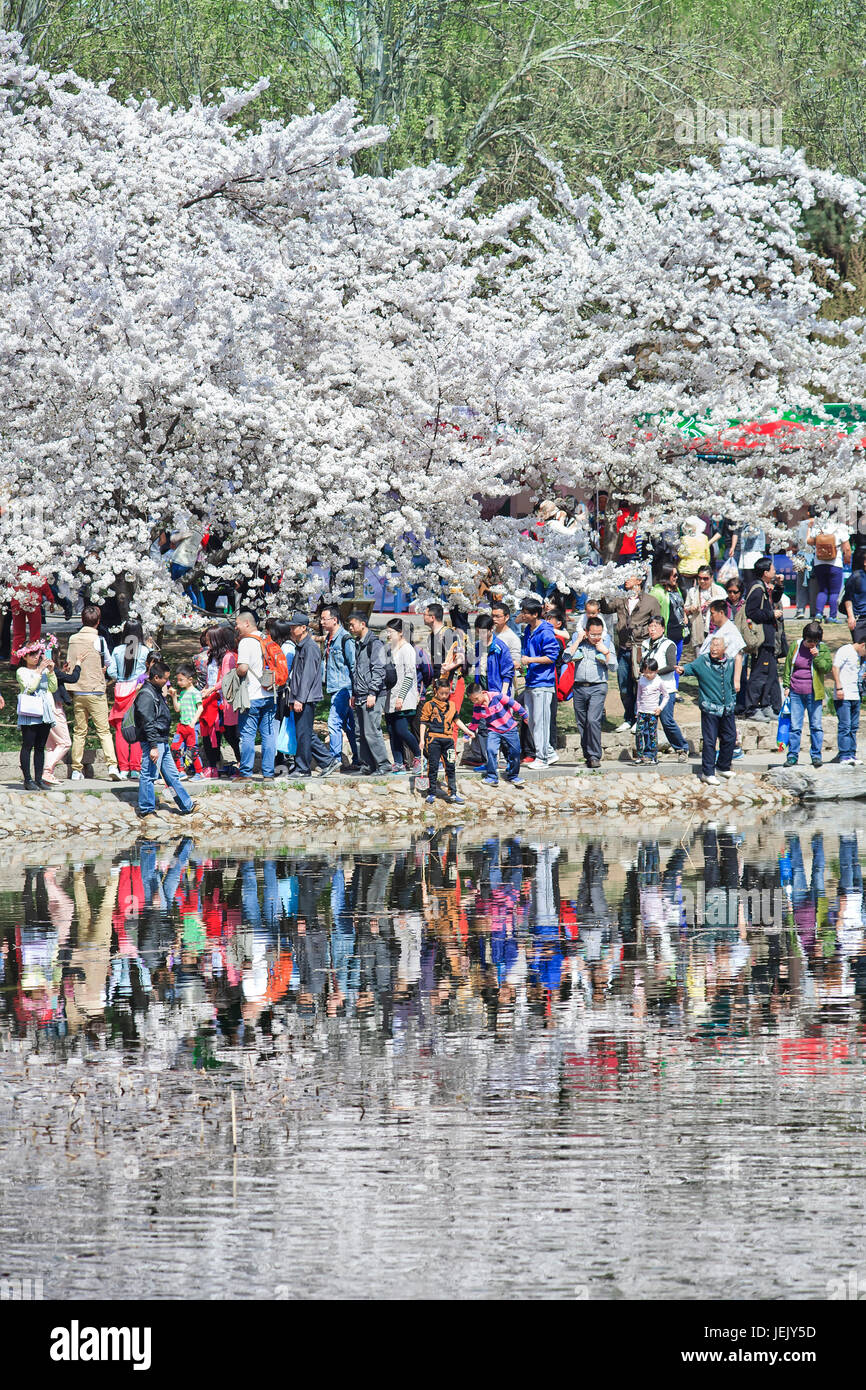 BEIJING-MARCH 30, 2014. Visitors enjoy Yuyuantan Park Cherry tree ...