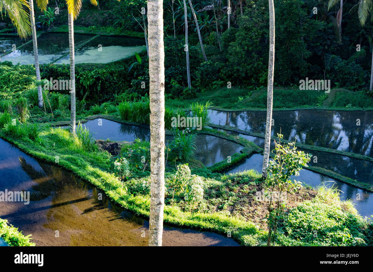 Bali rice plantation with man planting rice by hand. Rice fields in ...