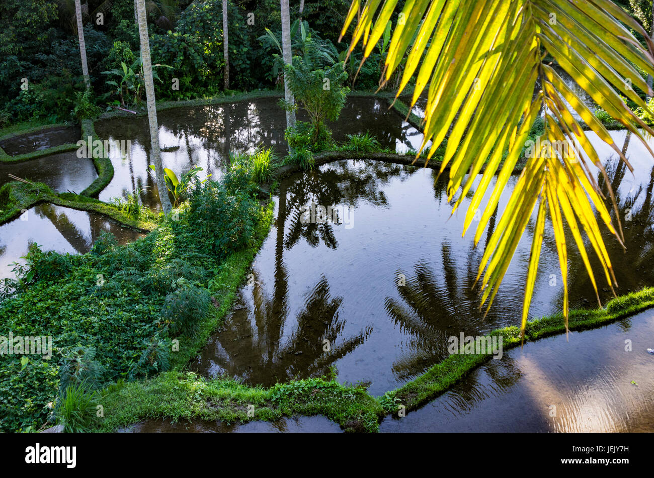 Bali rice plantation with man planting rice by hand. Rice fields in ...