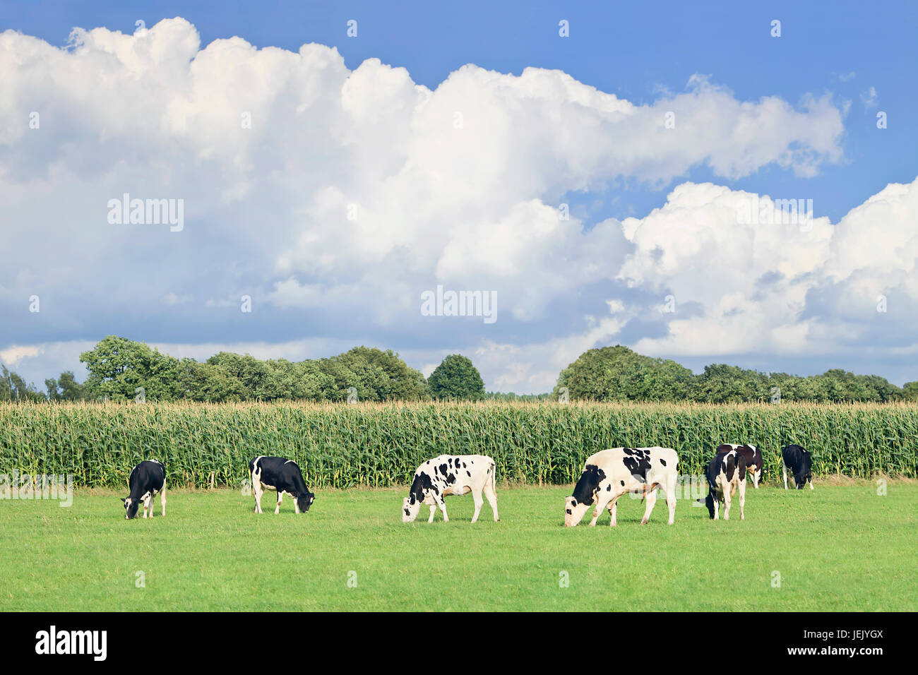 Holstein-Friesian cattle in a green Dutch meadow, corn field, blue sky ...