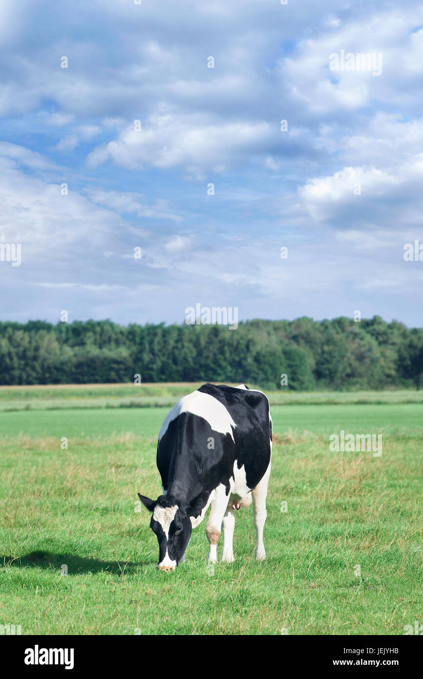Grazing Holstein-Friesian cow in a green Dutch meadow, blue sky and ...